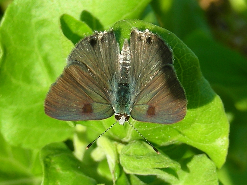 Papillons de France métropolitaine, et des Antilles Françaises